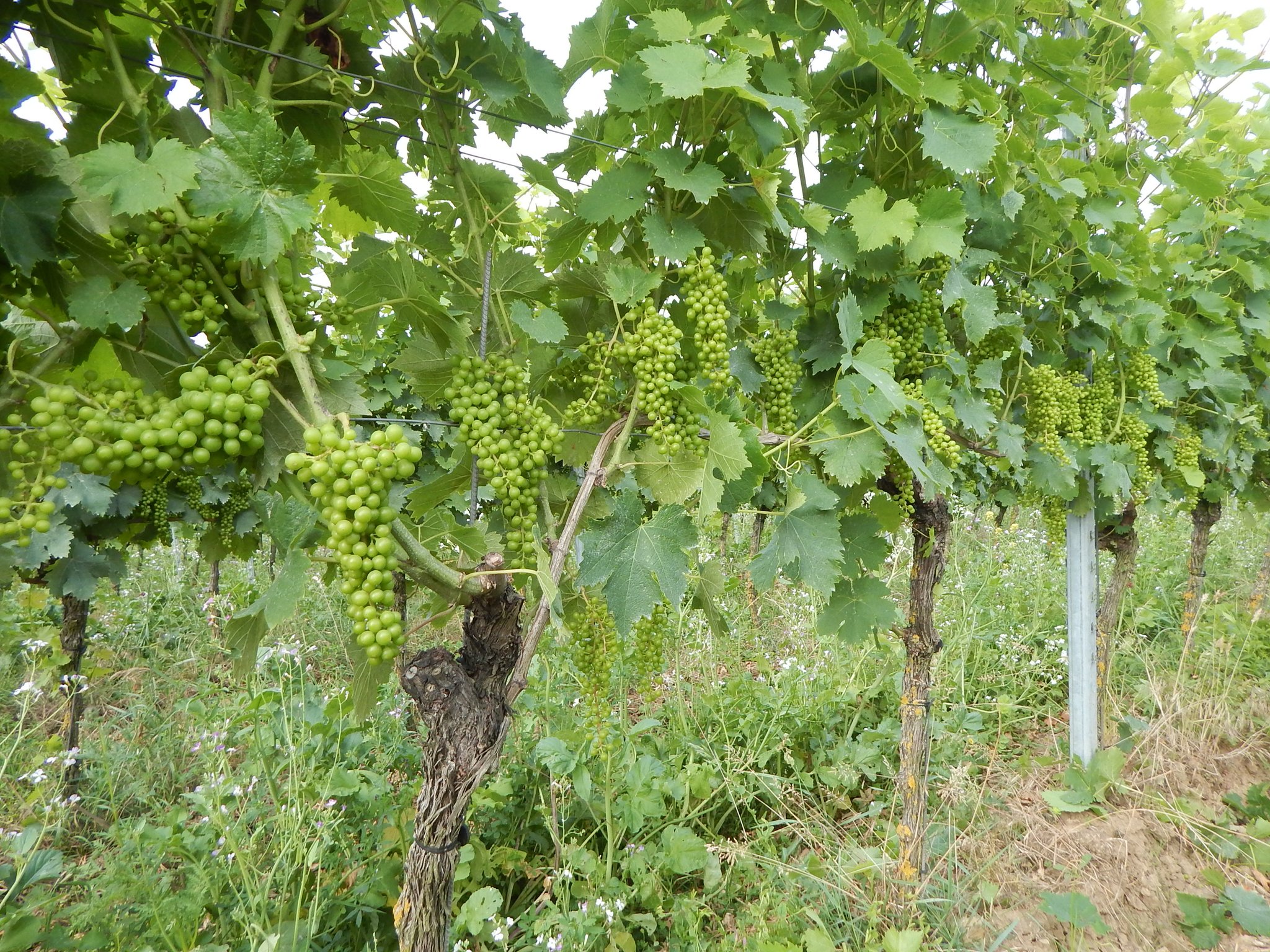 Weinlese 2018: Die Trauben sind gesund - Ortenau