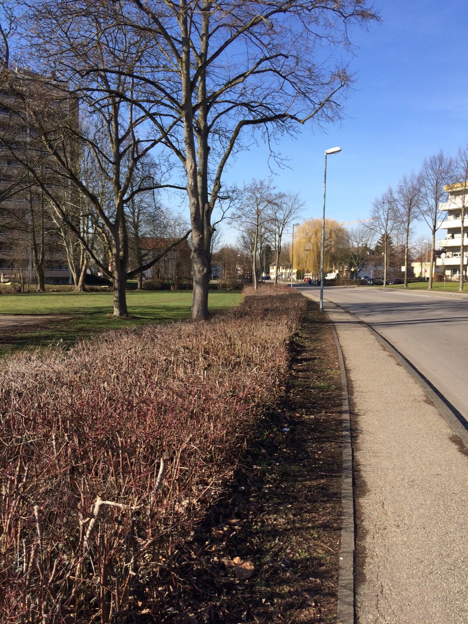 Auf dem Festplatz in Sundheim wird es grünen und blühen ...