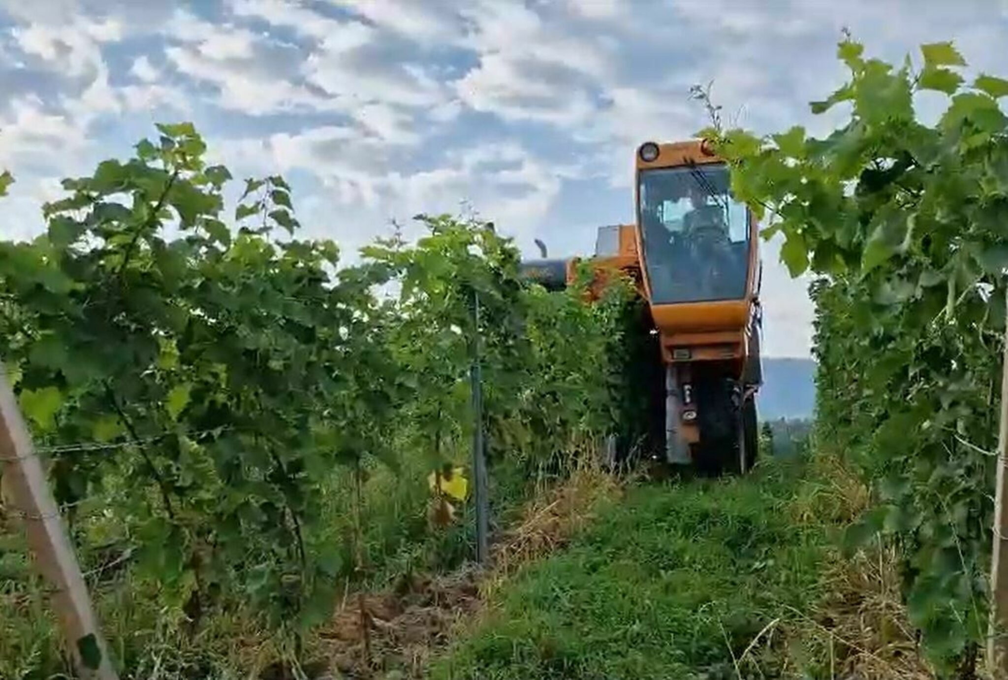 Rammersweier startet Weinlese: Solaris-Trauben haben 100 Grad Oechsle ...