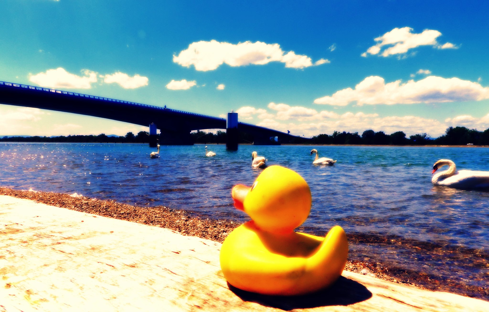 Wettschwimmen an der Pierre-Pflimlin-Brücke