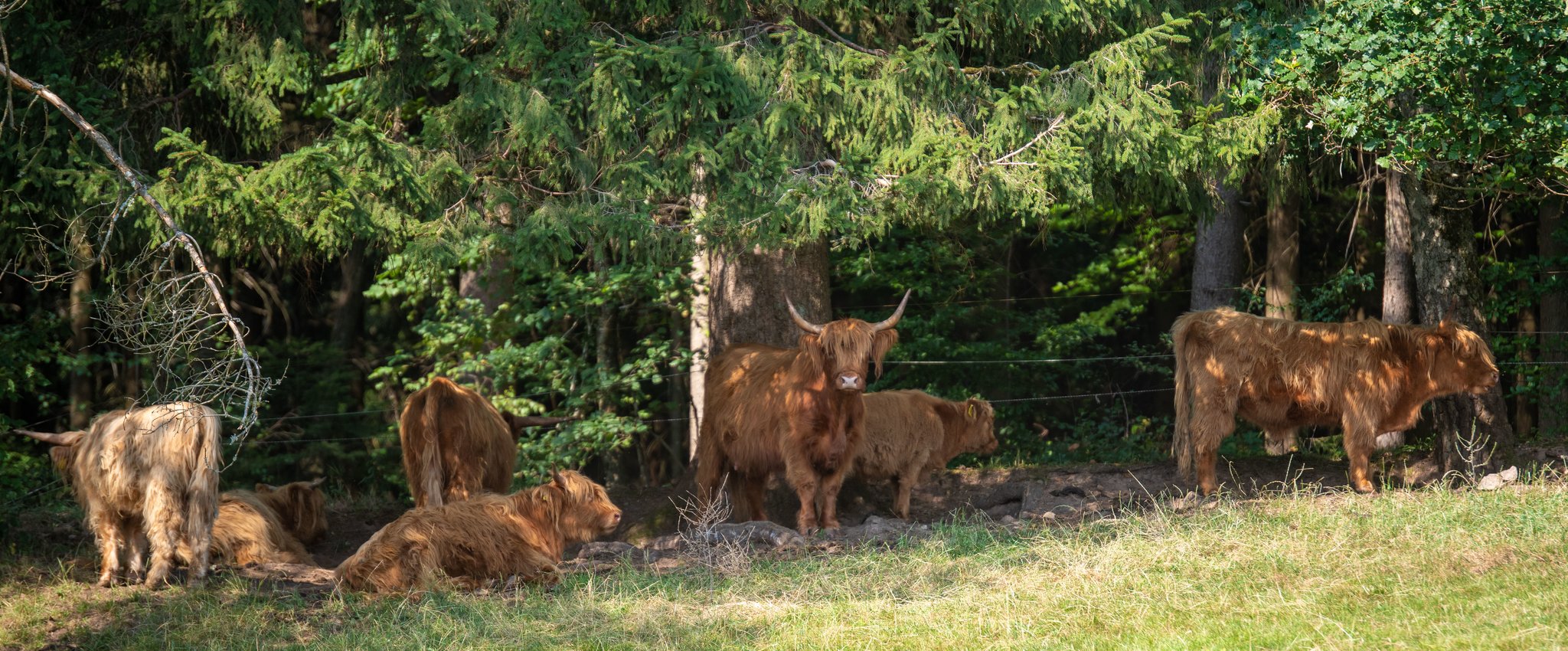 Die schottischen Hochlandrinder oben auf der Heidburg sind auch ...