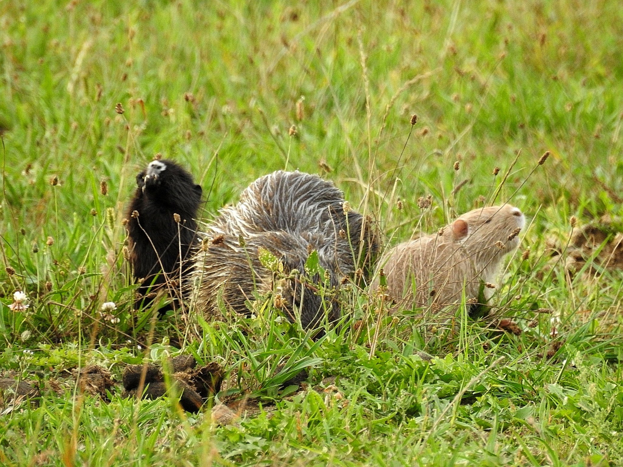 Nutria mit Nachwuchs in verschiedenen Farben
