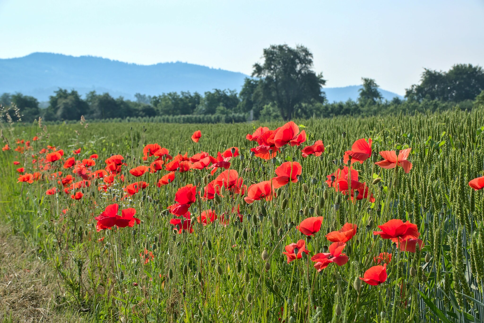 Mohn