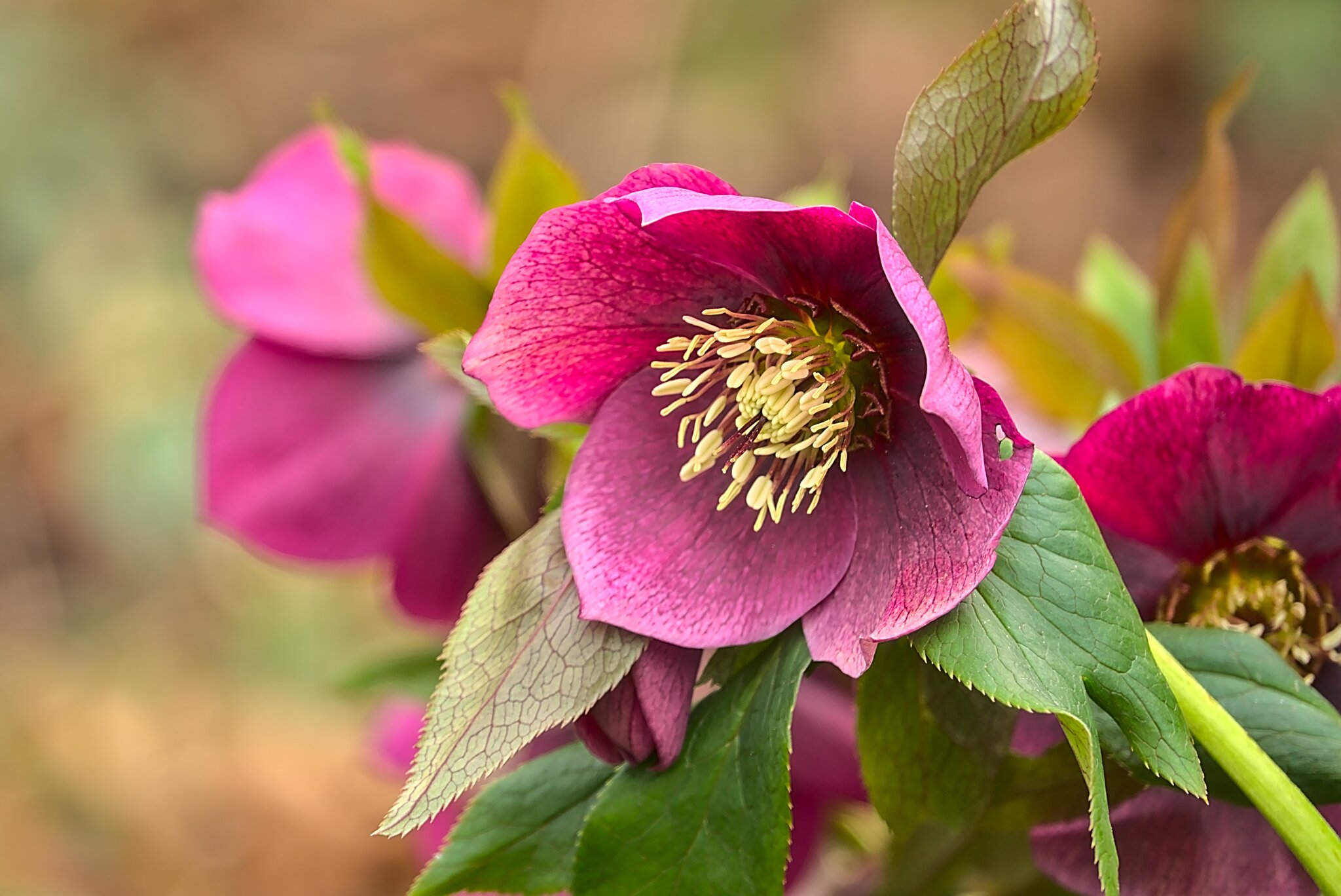 Rote Christrose