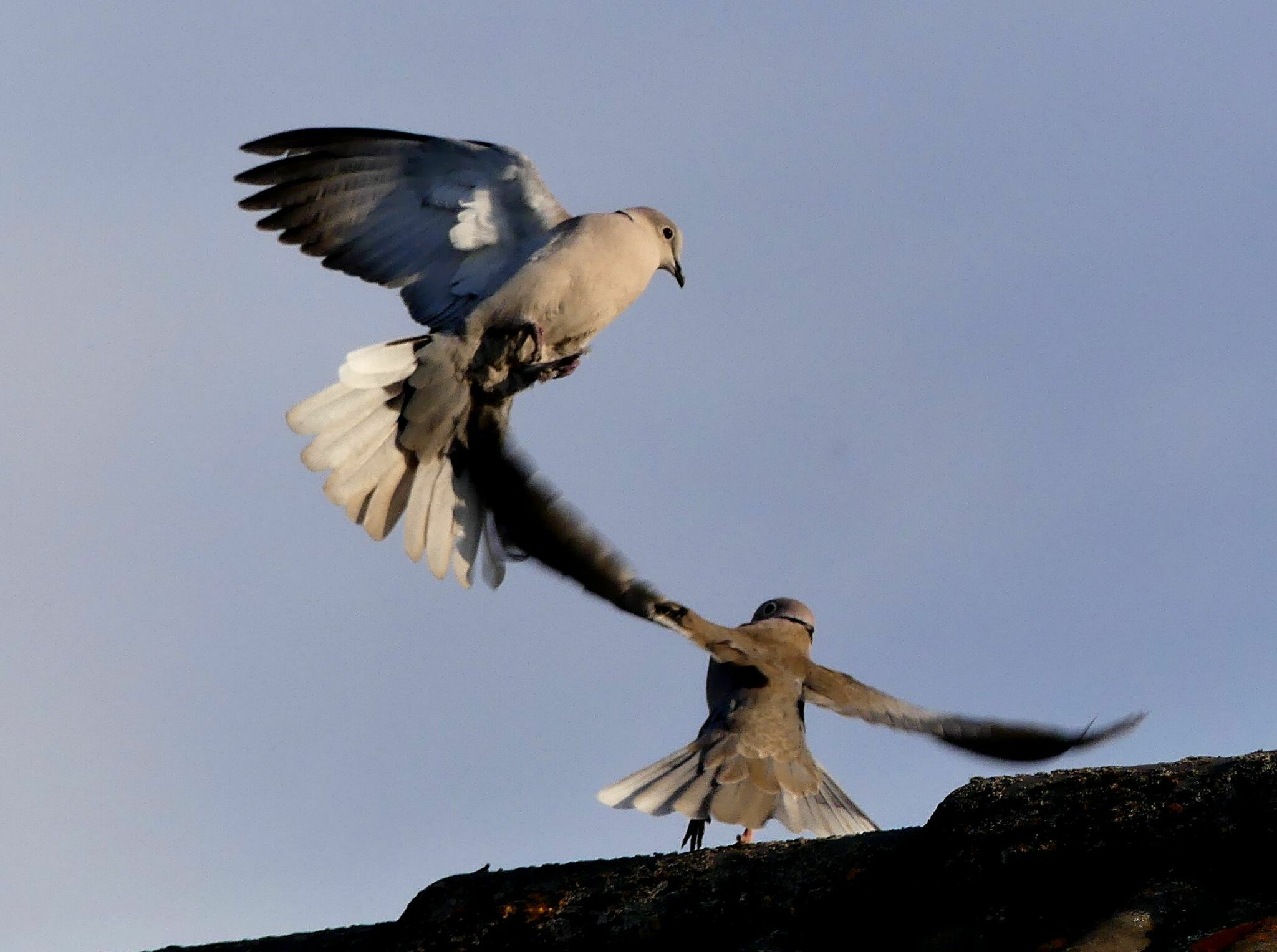 Kein Tanz .. ein Kampf