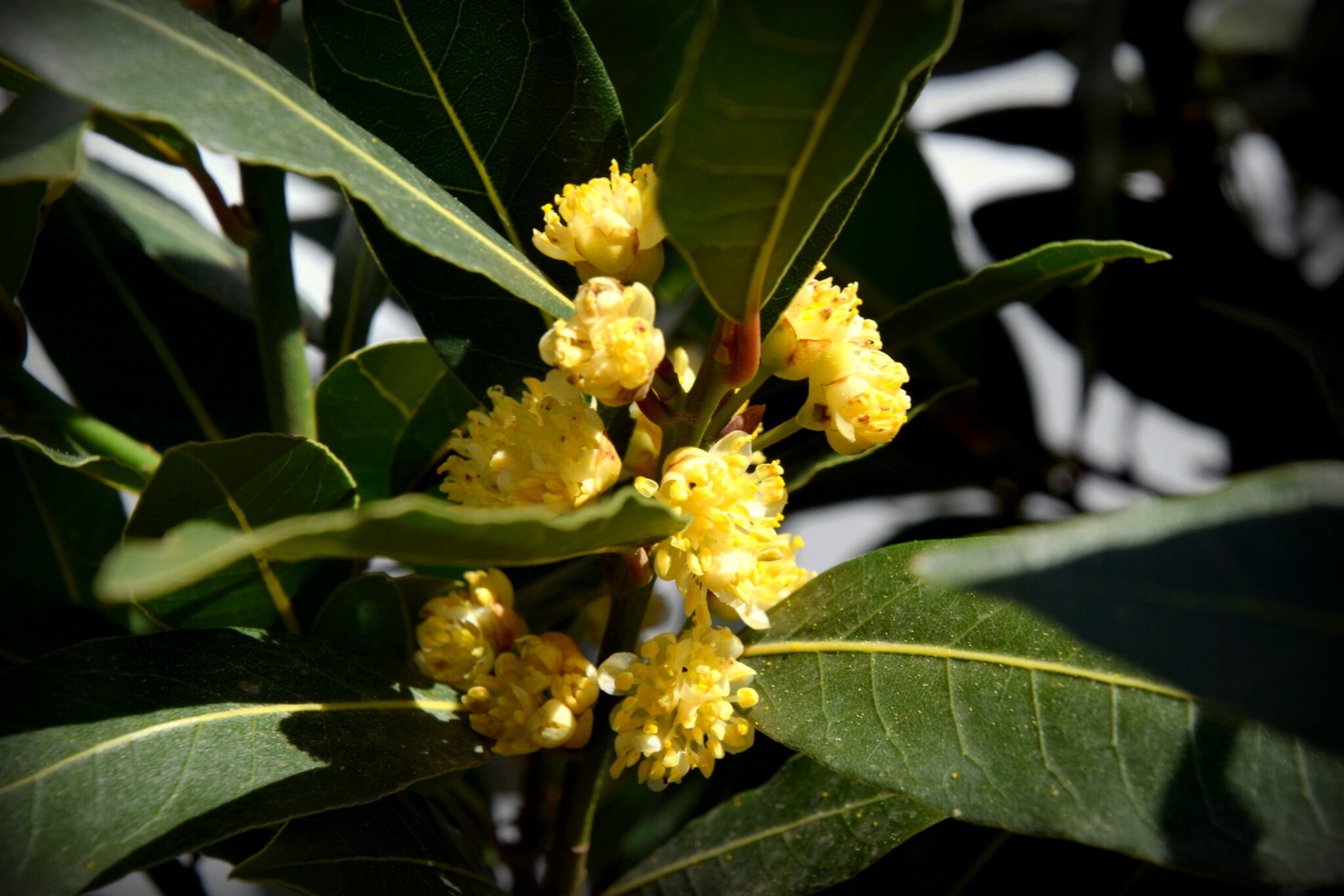 "Blühender Lorbeer"