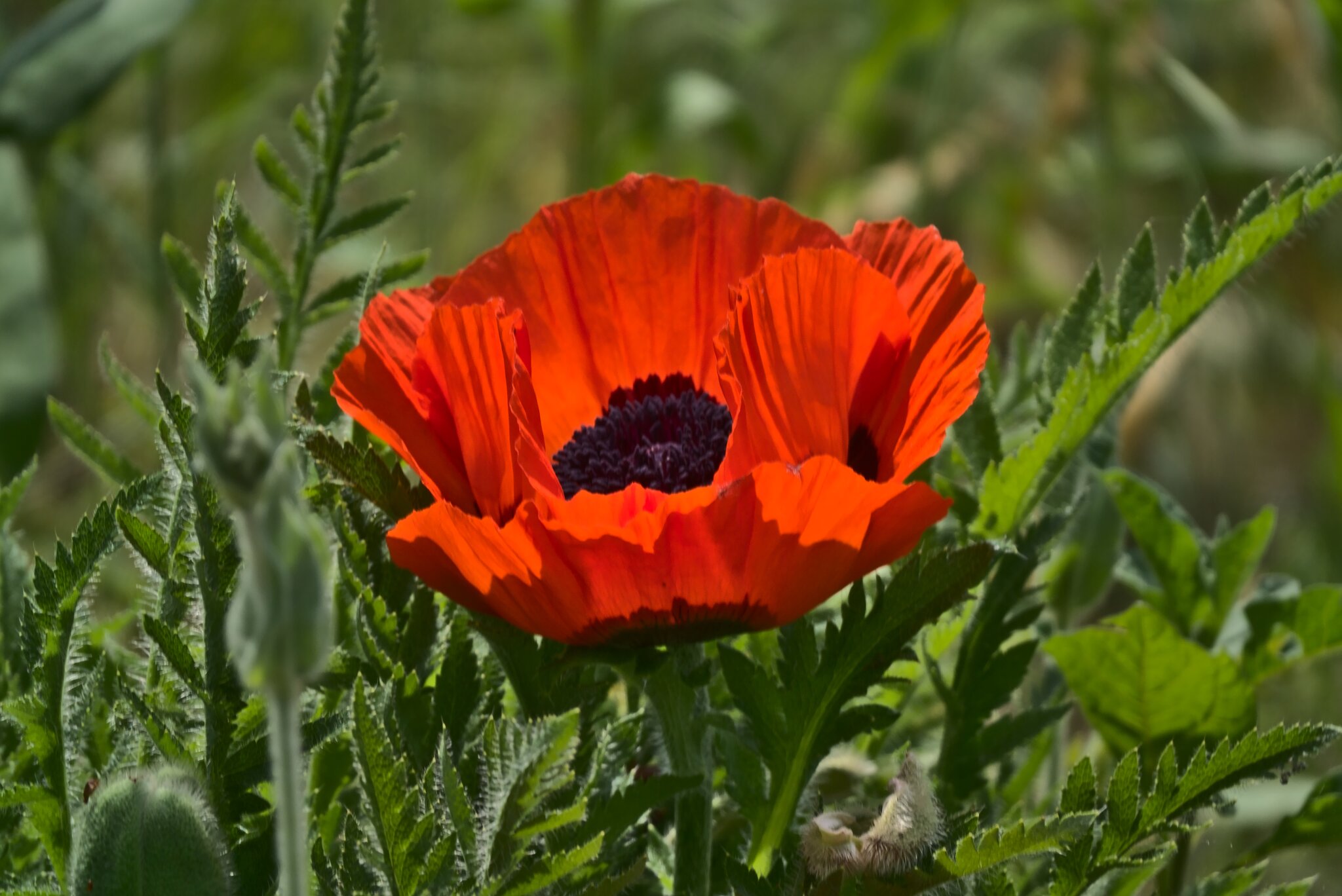 Mohn