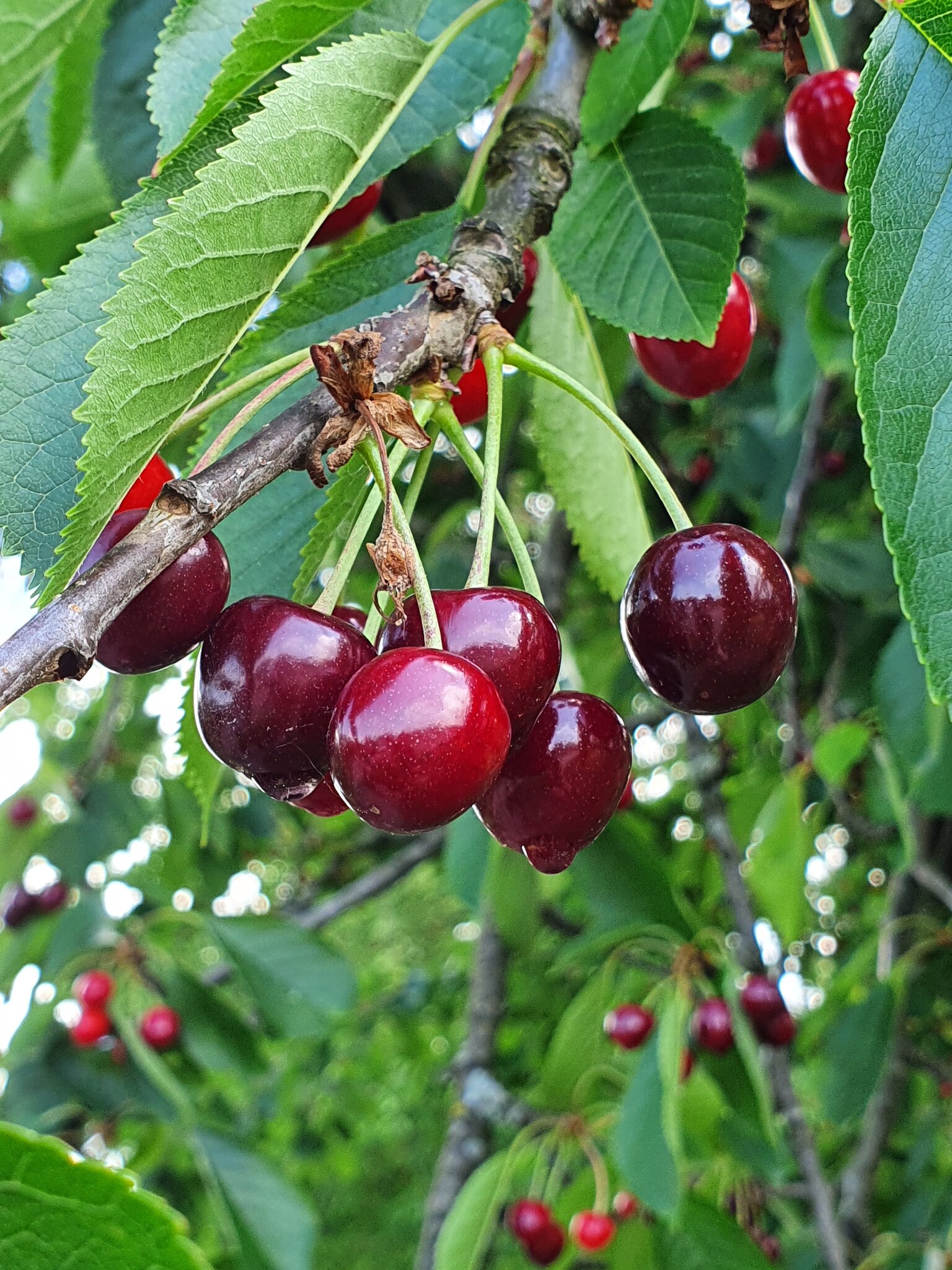 Kirschen 🍒