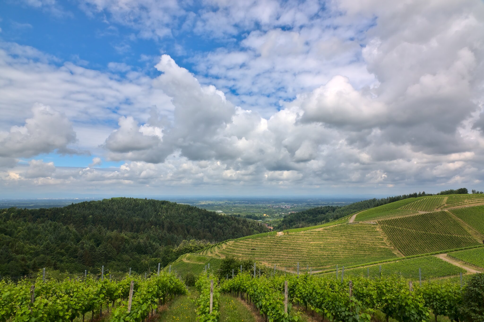Weinberge zwischen Ulm und Waldulm