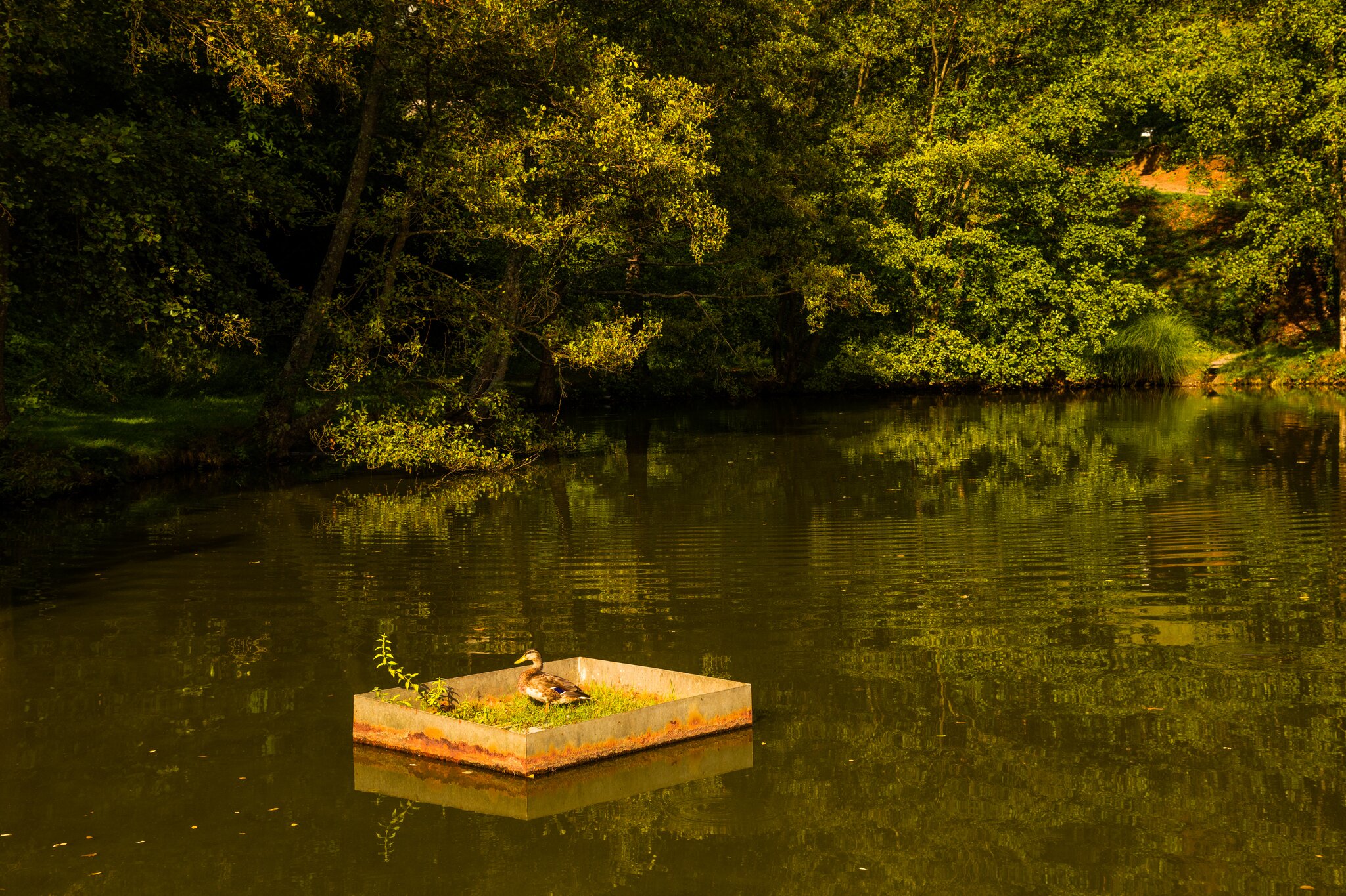 Die "Enteninsel" im Schnellinger Silbersee