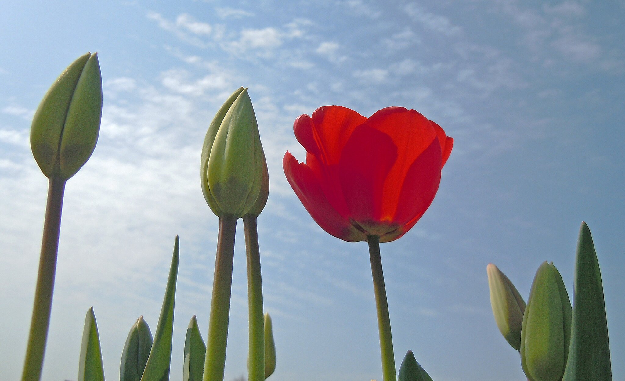 Die Rote Tulpe
